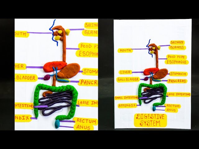 Digestive System School Project