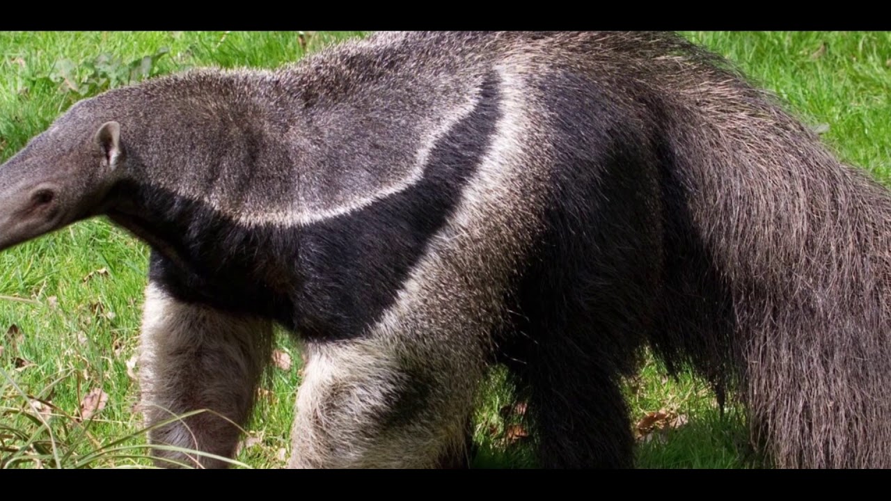 ANTONIO TARRAGÓ ROS - NATURALEZA capítulo III - "Yurumí" - YouTube