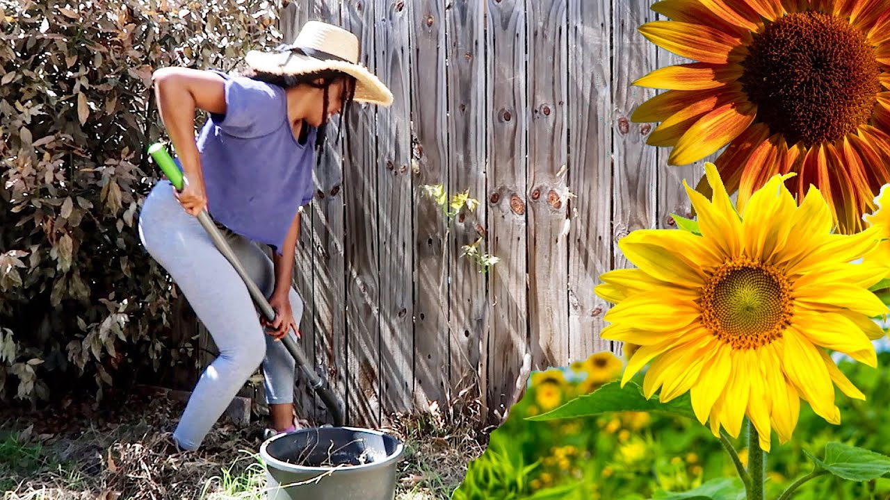 Direct Sowing Sunflower Seeds (OUTDOORS) Sow a Seed Directly into your ...