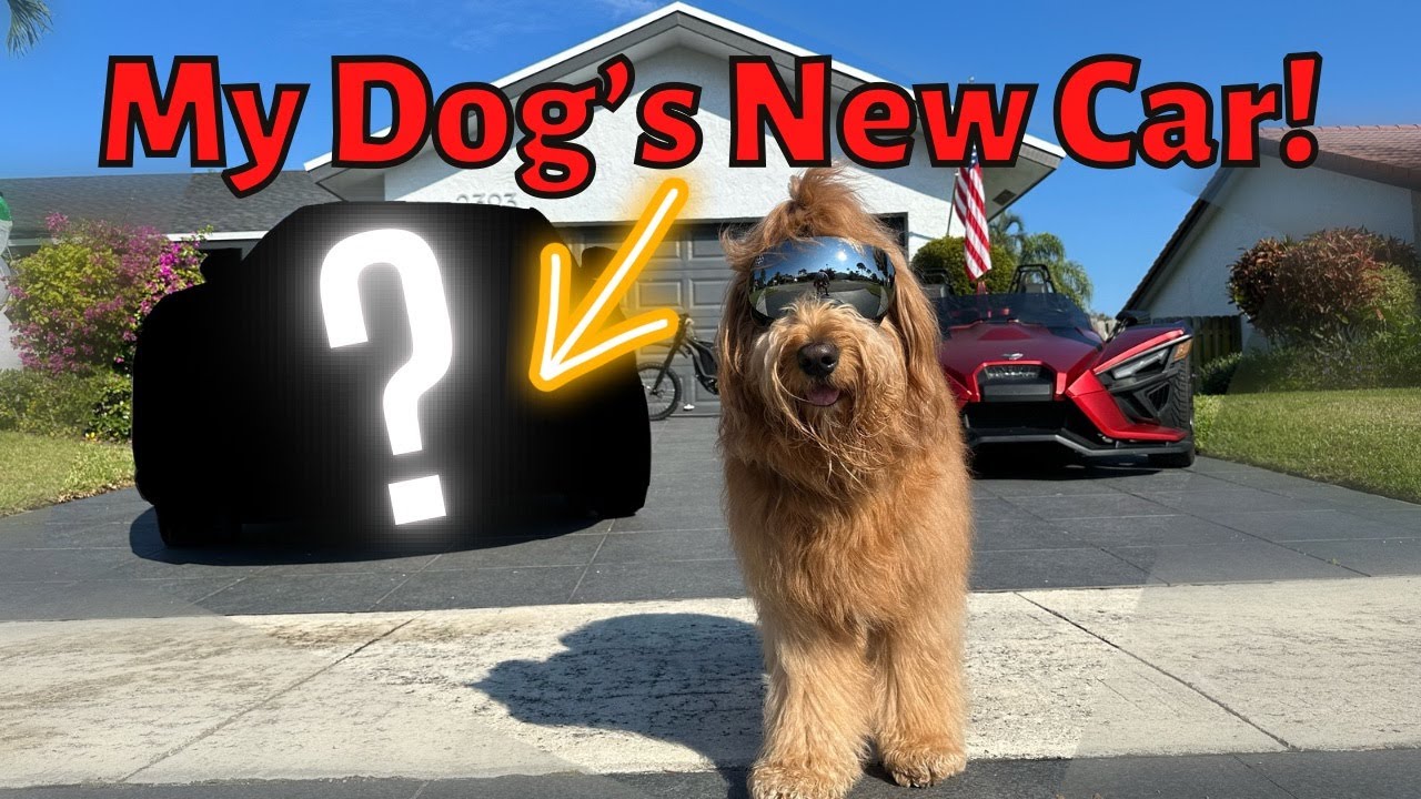 I Bought My Dog His DREAM Car! - YouTube