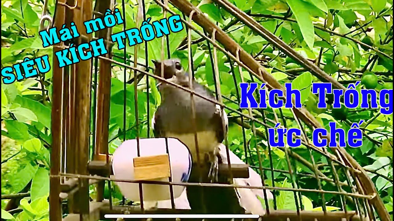 Choè than mái hót đấu CỰC SUNG //Chòe Than Hót Giọng Rừng Kích Trống ...