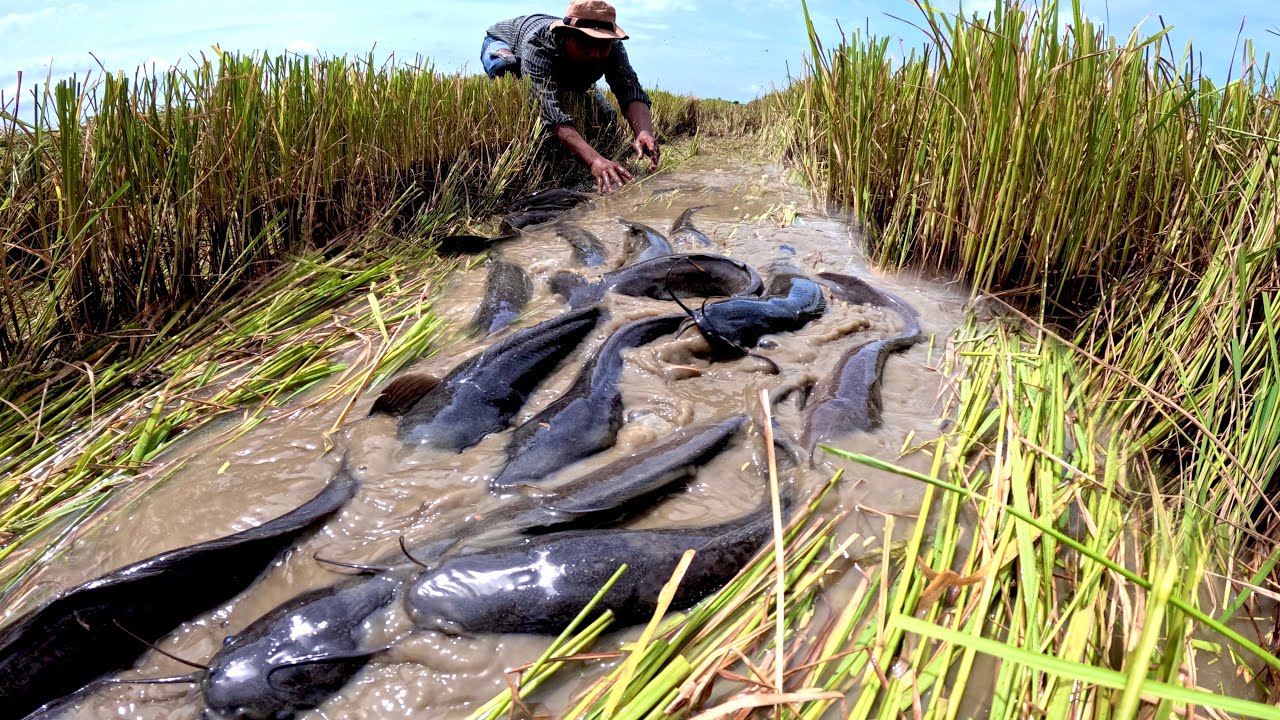 AMAZING FISHING! Now it is harvest time, and the fishermen catch many ...