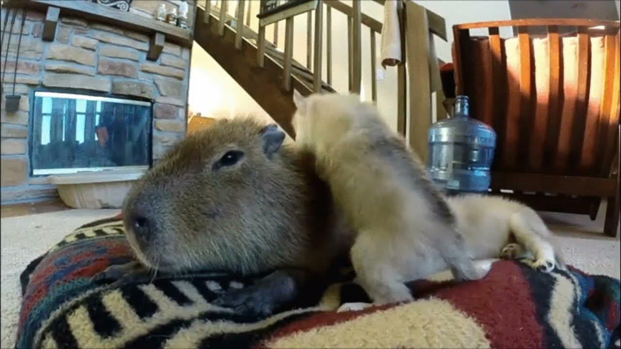 CAPYBARAS TOGETHER WITH OTHER ANIMALS!!!) - YouTube