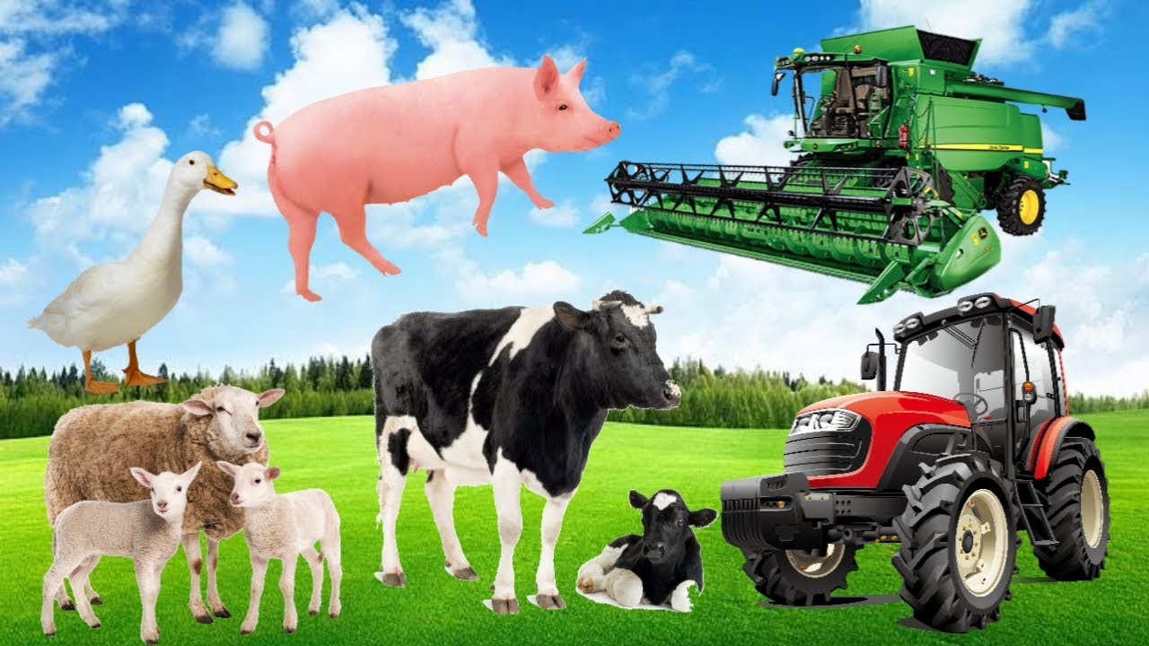 Livestock and tractors: Cows, Goats, Cats, Elephants, Goats, Sheep ...