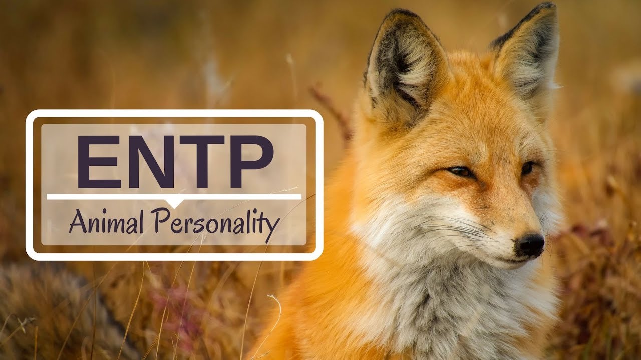 ENTP Animal Personality - Myers Briggs Personality Type - YouTube