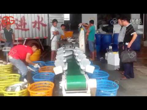 Belt Type Automatic Fish Sorting Machine - YouTube