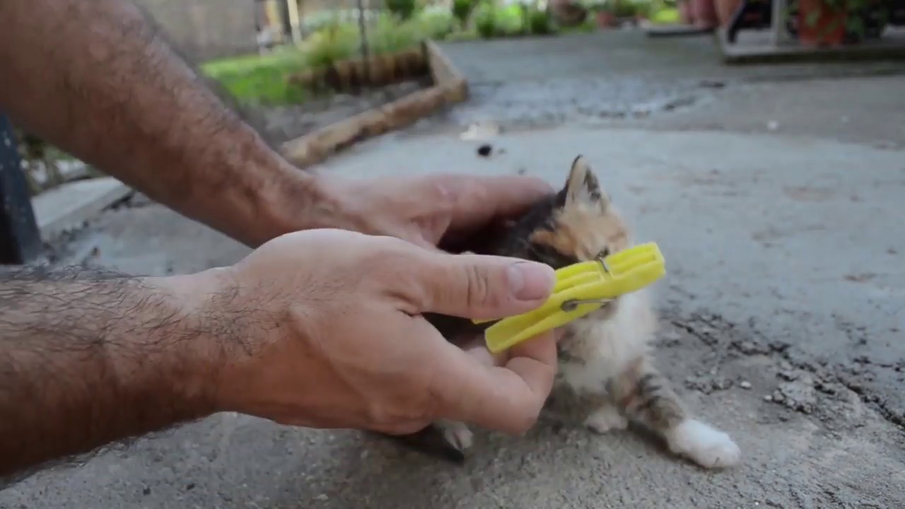 Learn how to deactivate a Cat - Very Funny - YouTube