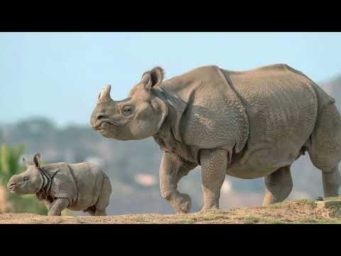 Gergedanlar #SavaşçıDevler #gergedan #VahşiYaşam #wildlife #animals