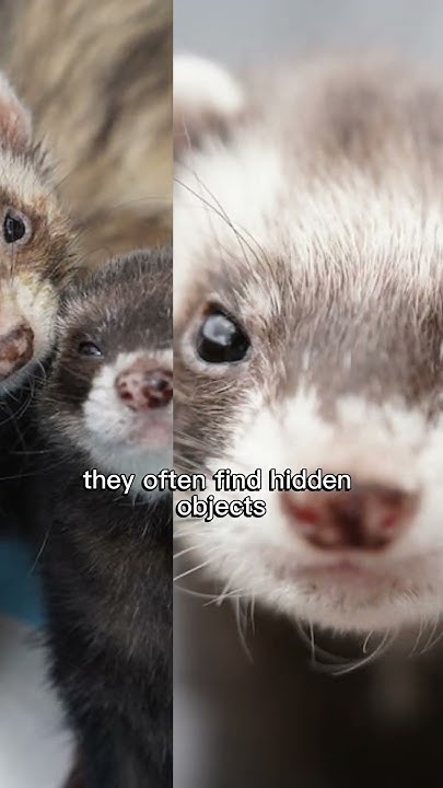 Interesting Ferret Features: History and Nature. - YouTube