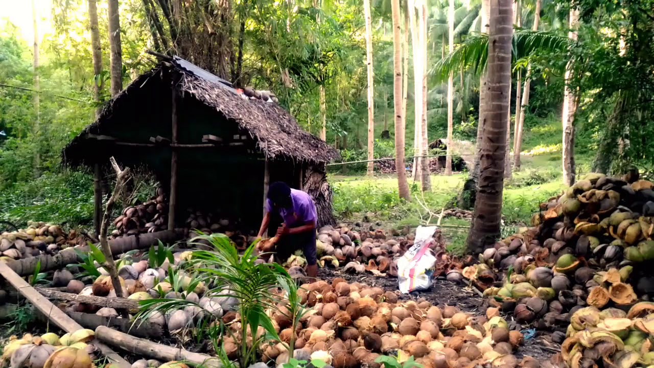 Romblon's one of the top 5 Agricultural commodity (COPRA) How it was ...