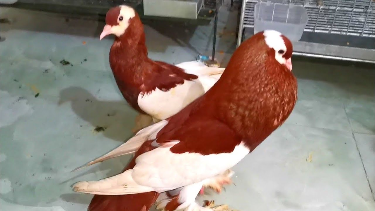 World unique English pouter pigeon | biggest fancy pigeon farm in ...
