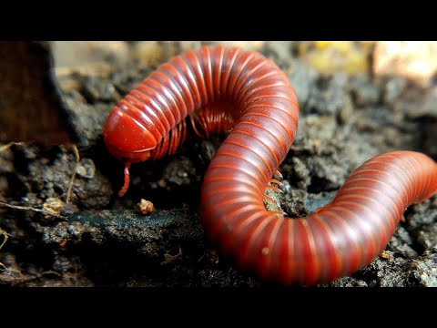 Kaki seribu, luwing, millipede