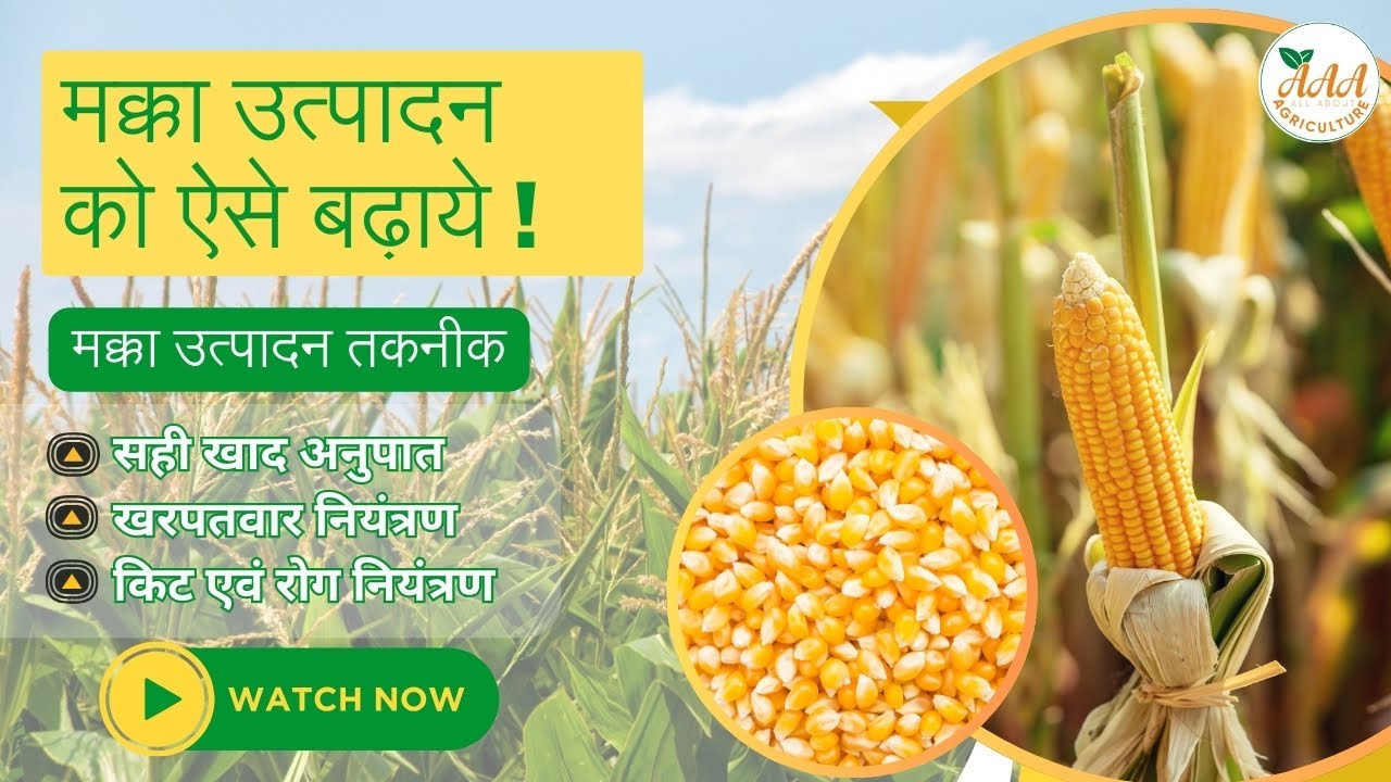 Boost Maize Yields FAST with These Proven Techniques! - YouTube