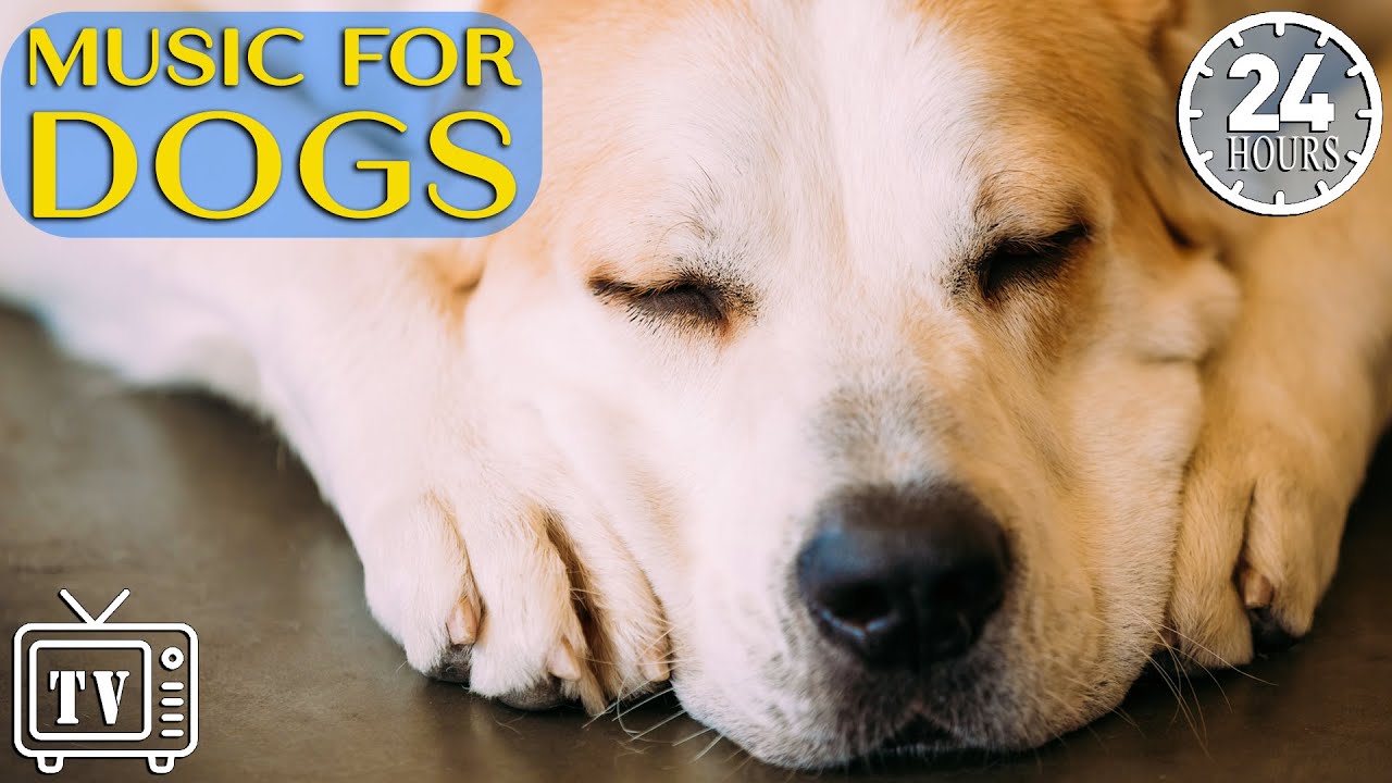 24 Hours of Deep Relaxation Music for Dogs! TV for Dogs & Music to ...
