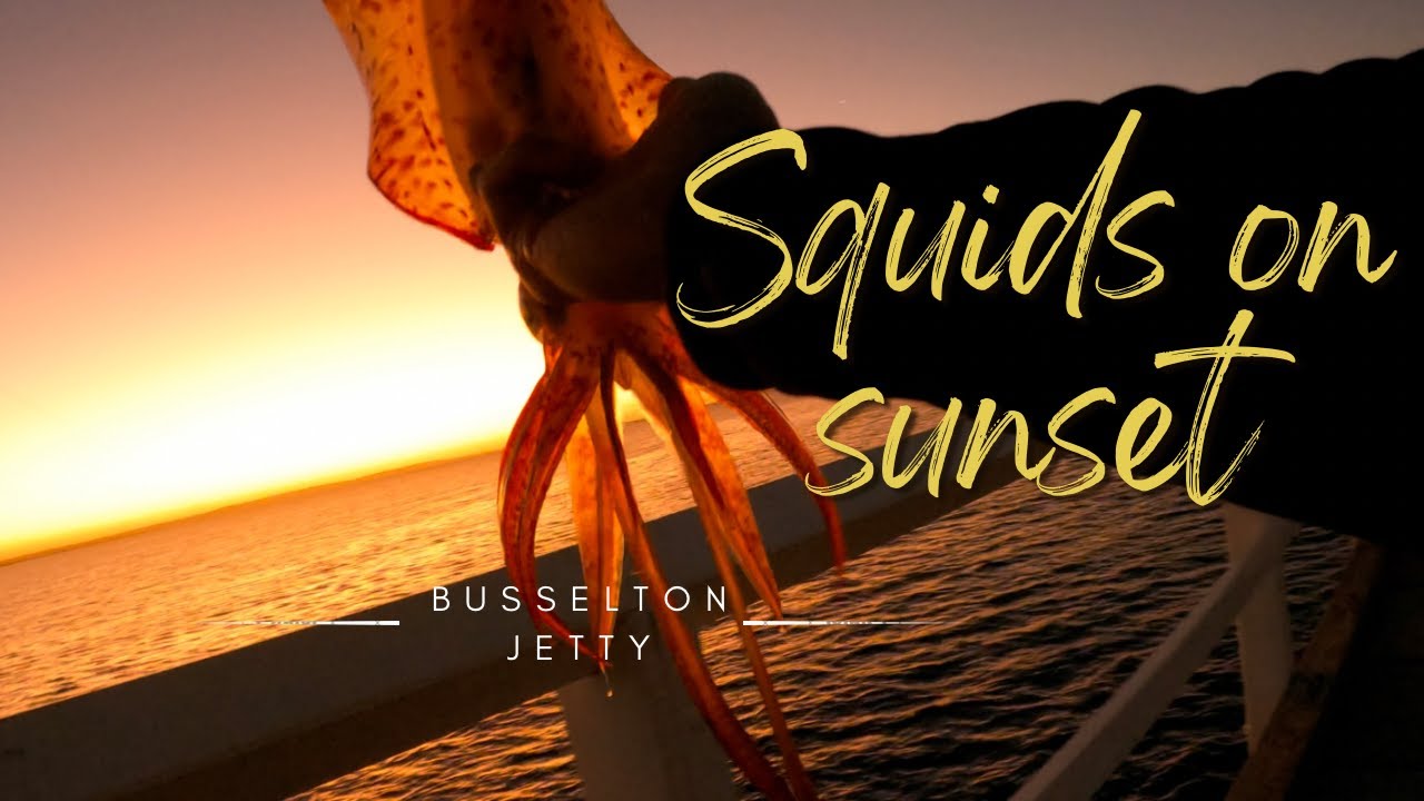 Catching a big squid on Busselton Jetty, Western Australia. - YouTube