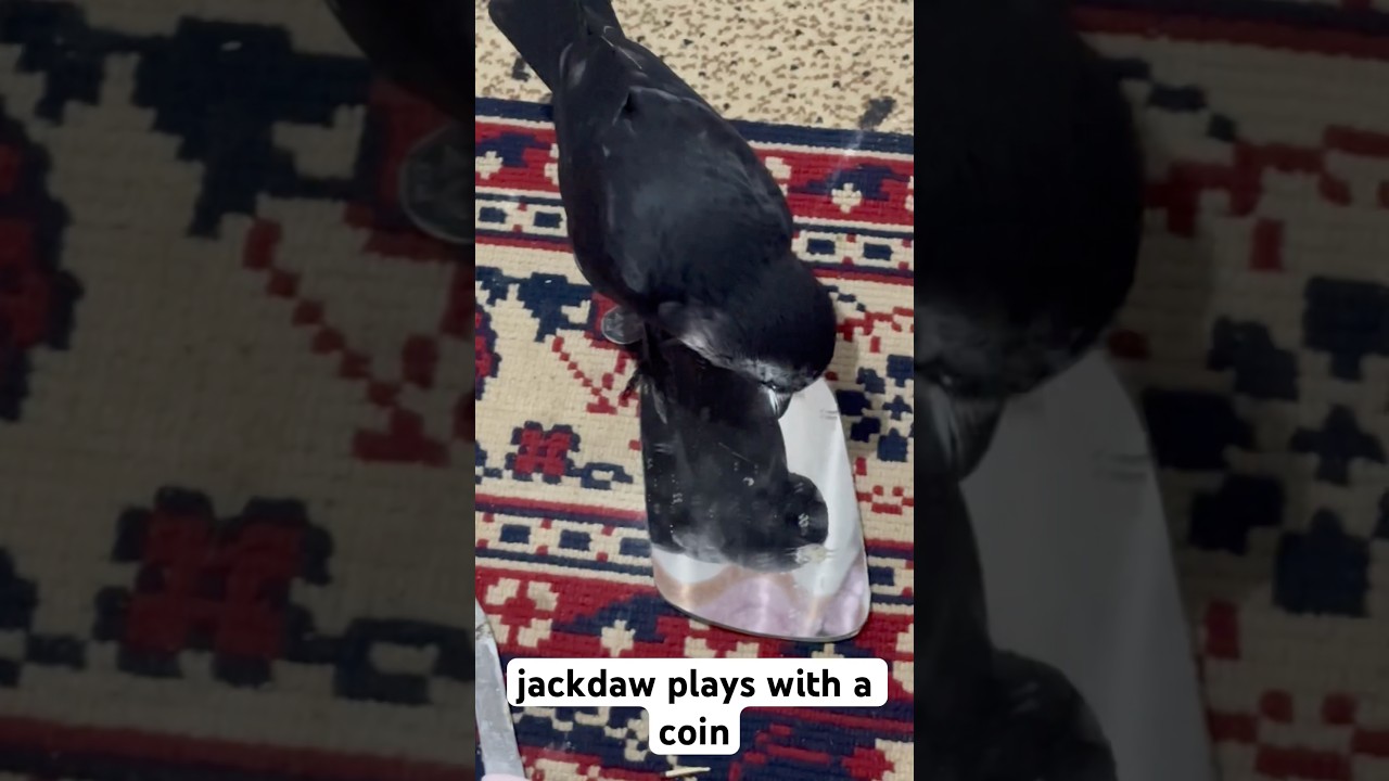 jackdaw plays with a coin - YouTube