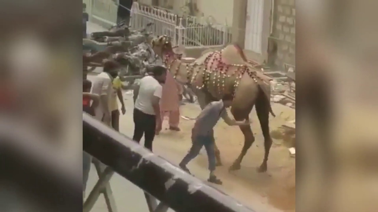 GUY GETS KICKED BY CAMEL FOR PULLING ITS TAIL!!! - YouTube