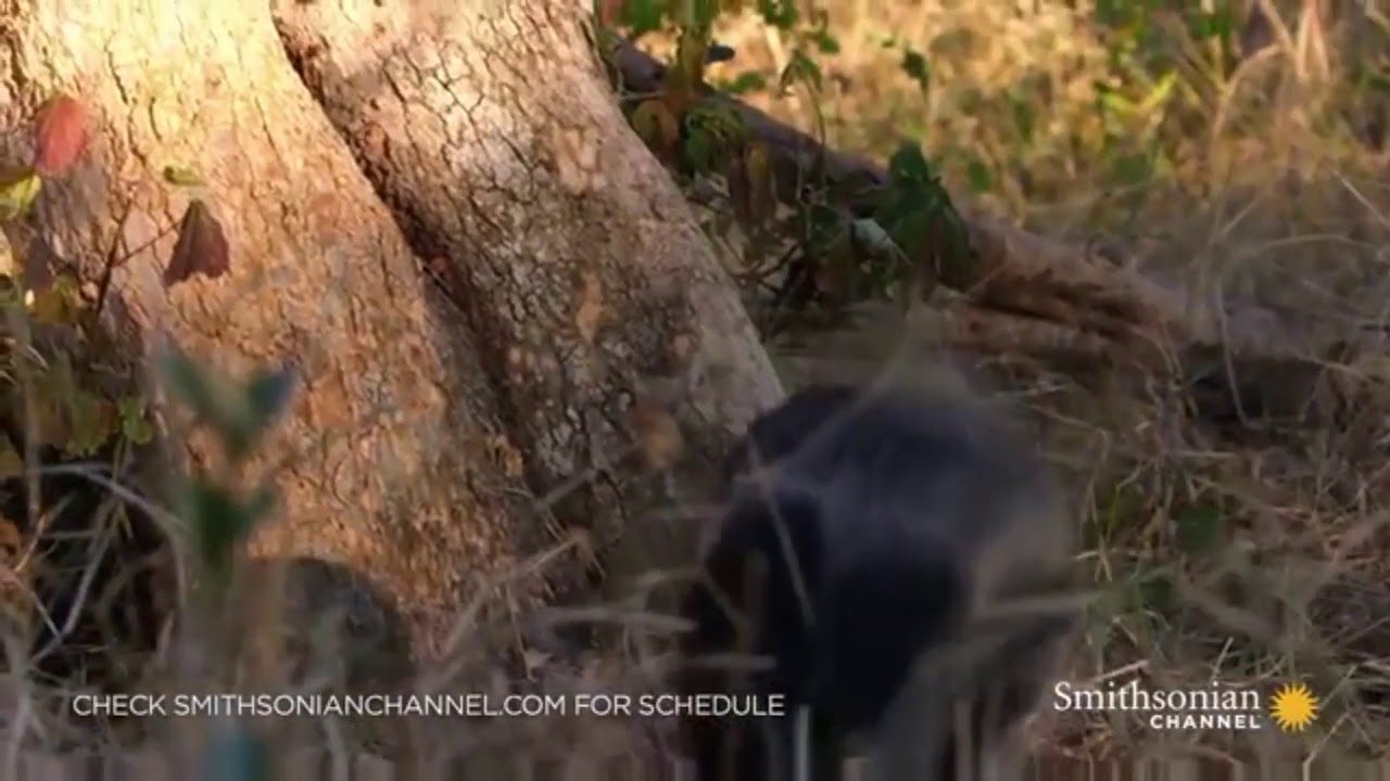 Je unafahamu kama nyegere ni mpenzi wa asali lakini pia haogopi Nyuki ...