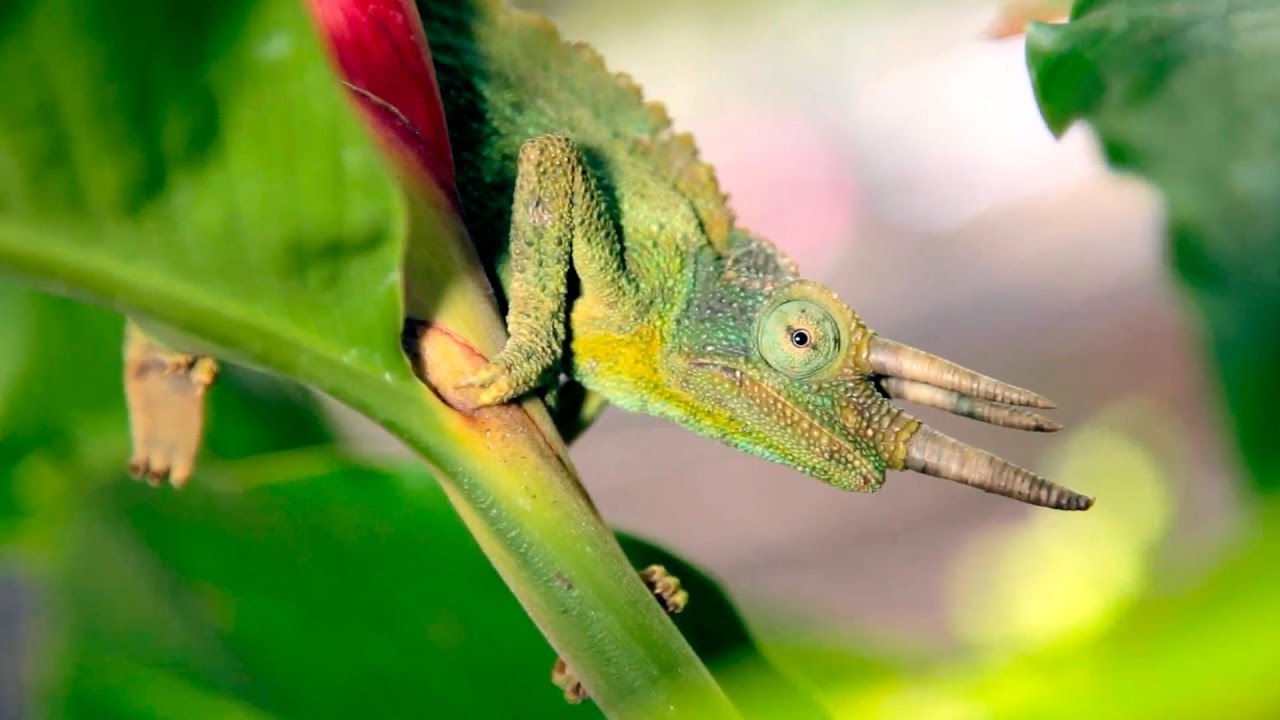 The Nature of God: Jackson's Chameleon - YouTube