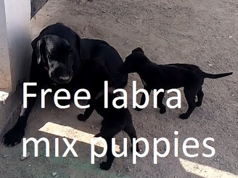 free labra mix puppies - YouTube