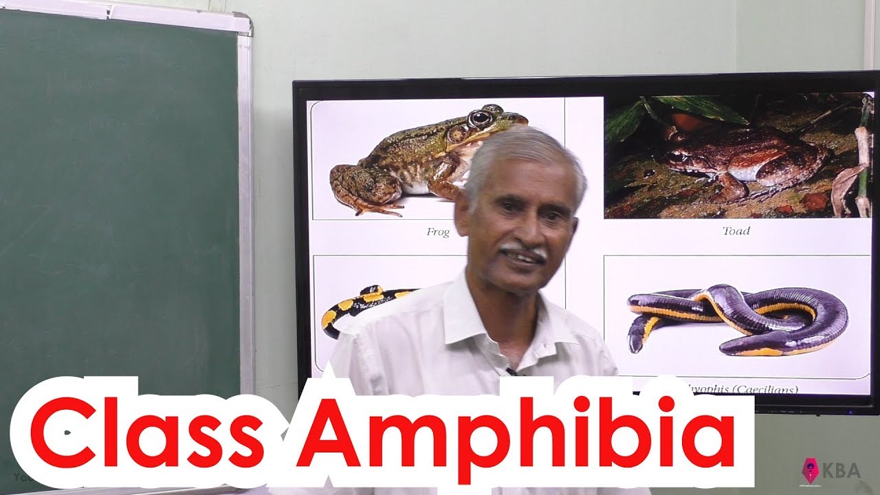 35.Zoology | Kingdom Animalia | Class Amphibia - YouTube