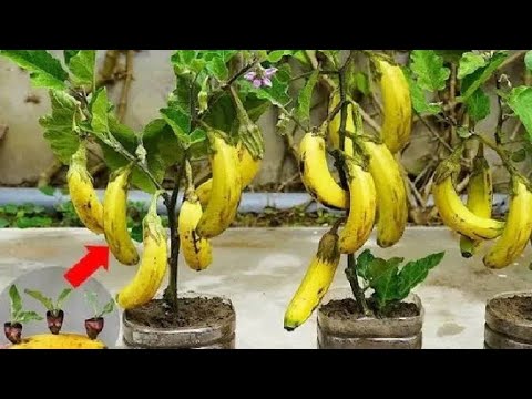 terong berbuah pisang..ilmu pertanian Modern