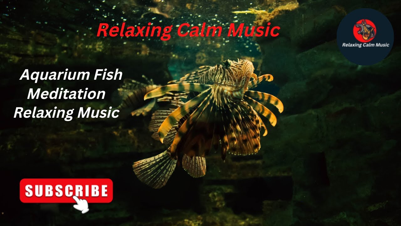Aquarium Fish. Relaxing Calm Music. Fish water Sea. #relaxing # ...