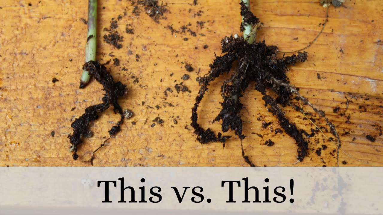 DIY Natural Rooting Hormone - YouTube