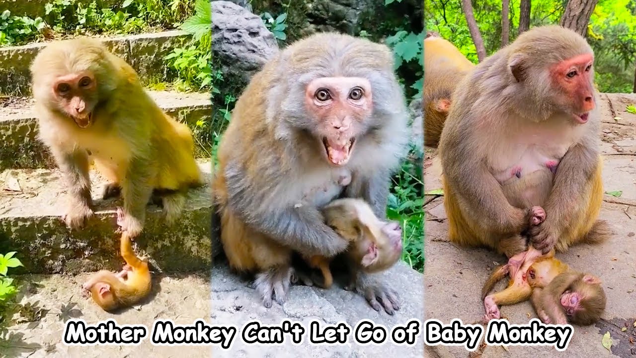 Brokenheart! The baby monkey was gone but the mother monkey could not ...