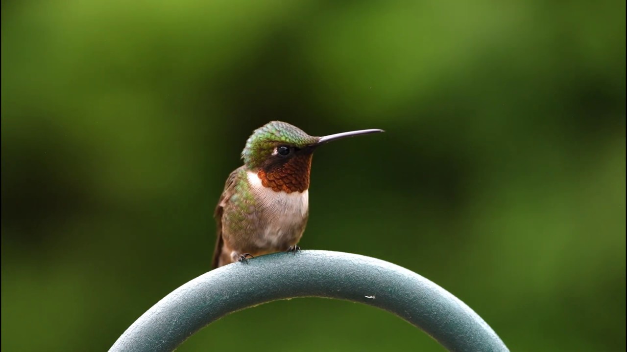 Red-throated Hummingbird - YouTube