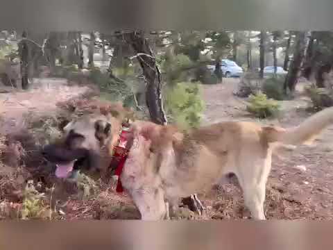 Burdur'da köpek dövüştürenlere operasyon! İşte o görüntüler
