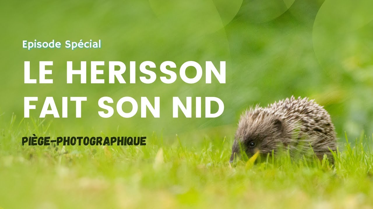 Le hérisson fait son nid (Piège photographique) - Episode spécial - YouTube