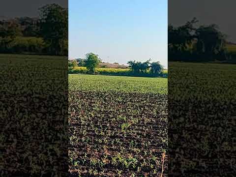 Chana gram plantation at farm - YouTube