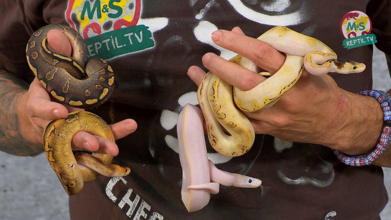 Reptil TV - Folge 82 - Königspythonzucht, auf die richtige Paarung kommt es an - YouTube