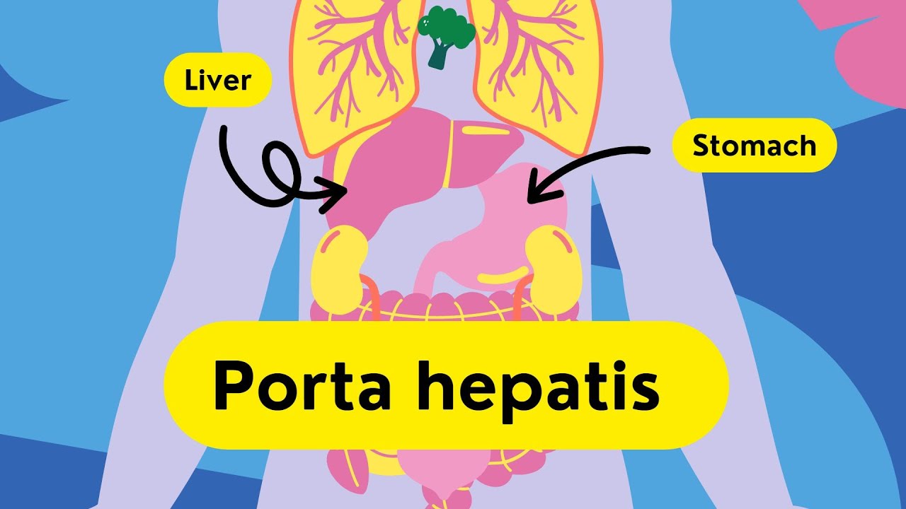 Porta Hepatis (Hilum of the Liver) | Liver anatomy | Lesser Omentum ...