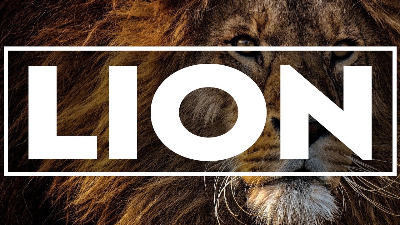 LION SOUND EFFECTS - SFX LIBRARY - NO COPYRIGHT MUSIC - YouTube