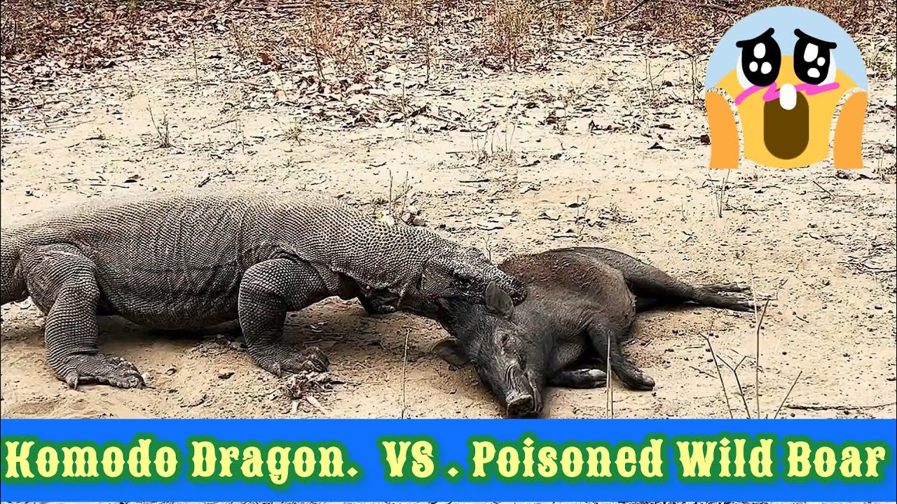 Deadly Encounter: Komodo Dragon vs. Poisoned Wild Boar - Battle of the ...