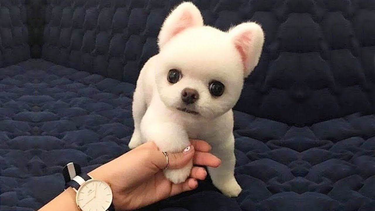Try Not To Laugh At This Ultimate Funny Dog Video Compilation | Funny ...