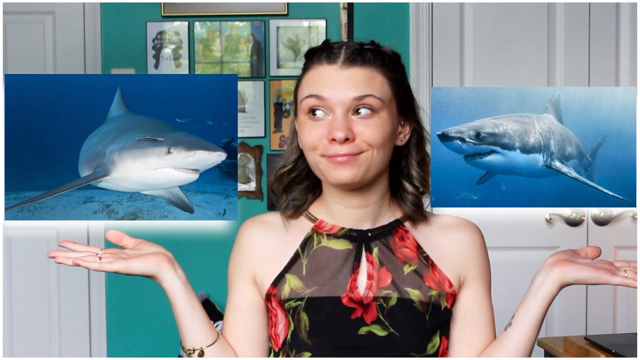 Taking Shark Knowledge Quizzes + what species of shark am I🦈? - YouTube