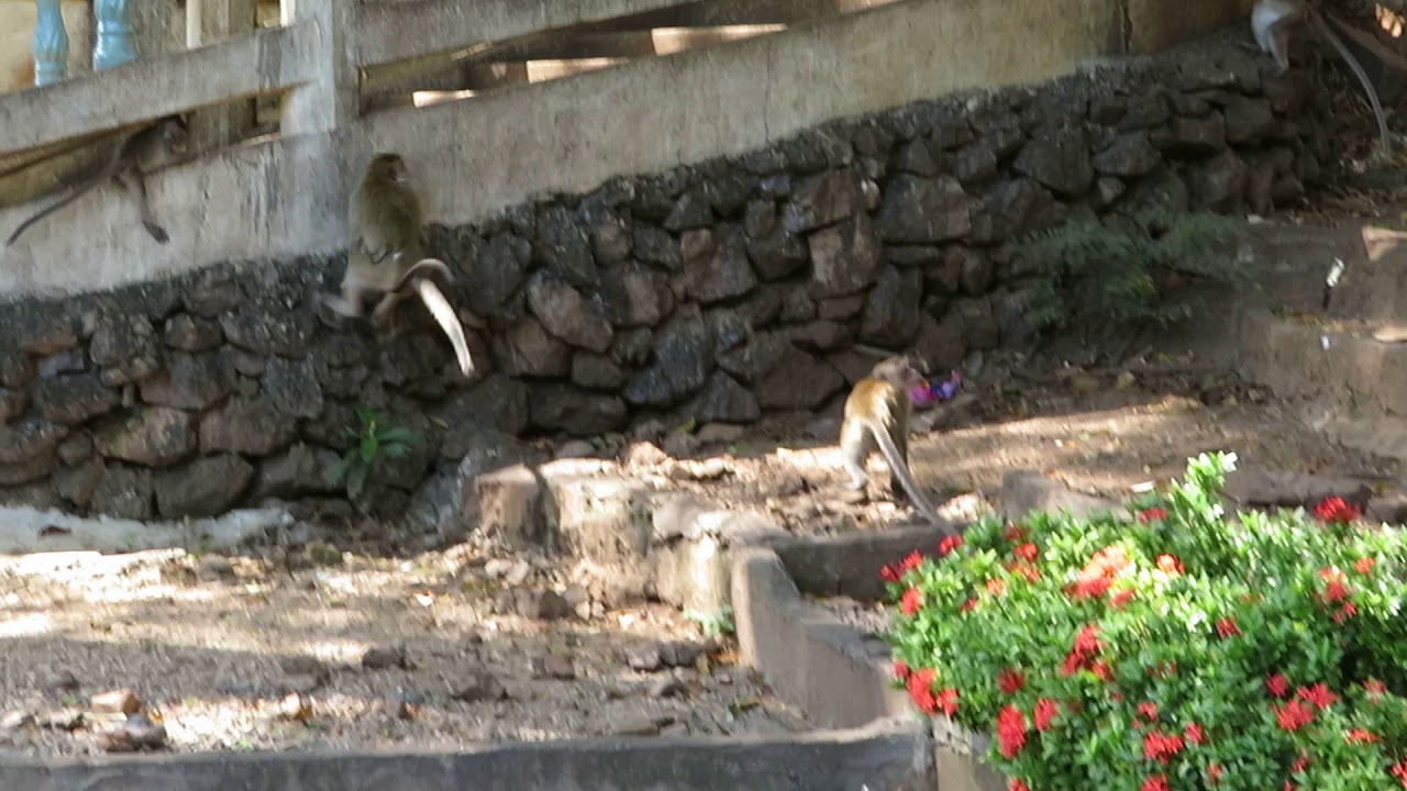 Monkeys at Tiger Cave Temple in Krabi, Thailand - YouTube