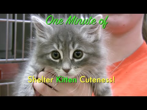 One Minute of Shelter Kitten Cuteness - YouTube