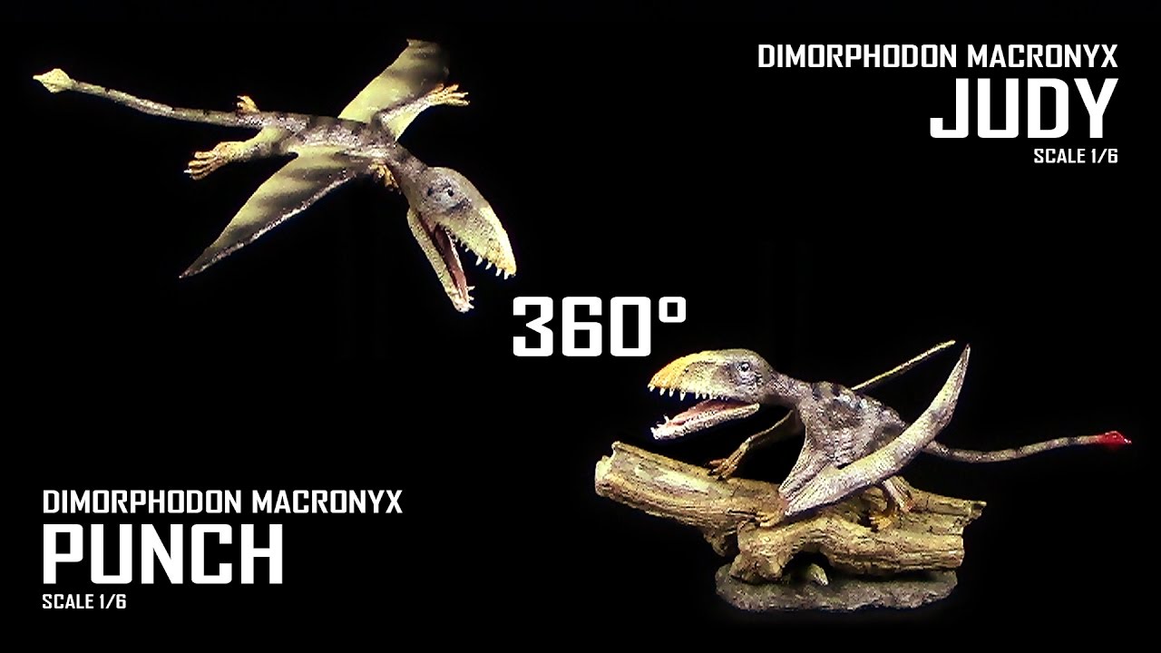 Rebor ™ Dimorphodon Macronyx / Judy & Punch - 360° - YouTube
