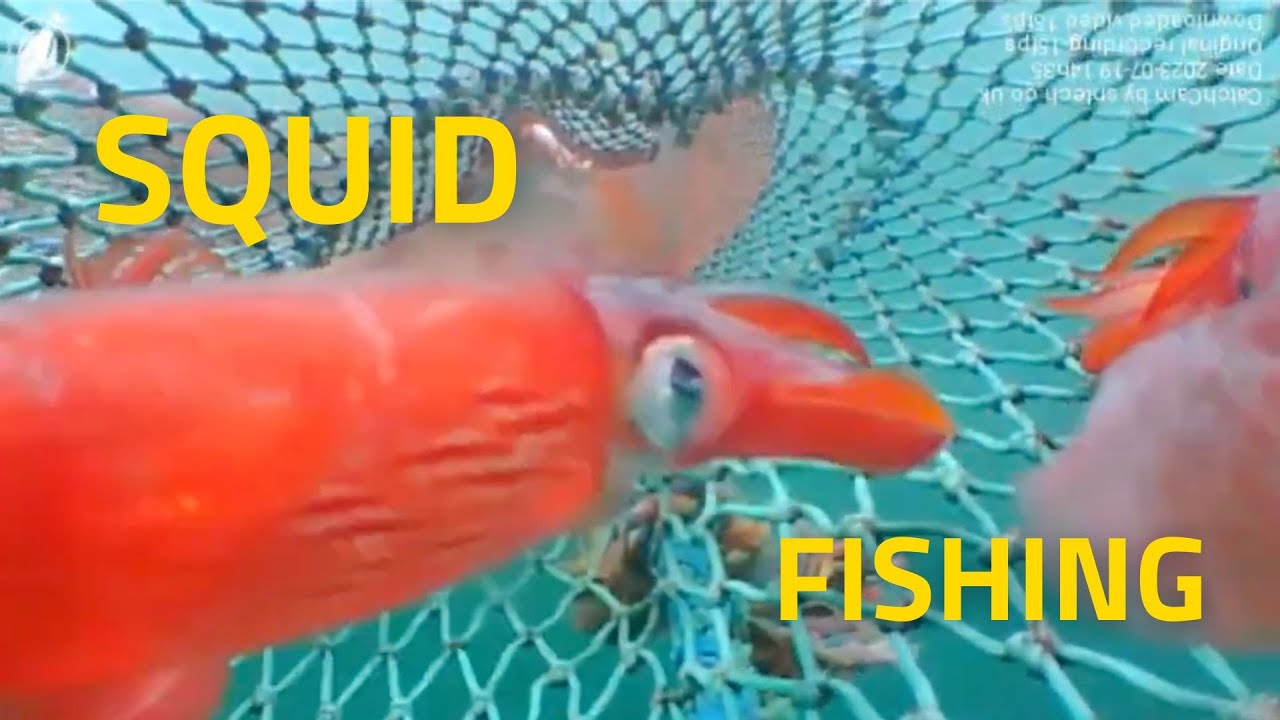 Squid Behaviour filmed with Underwater Camera System for Trawl Gear ...