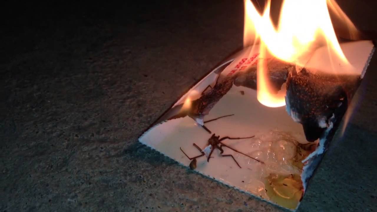 uneventful video of a spider burning - YouTube