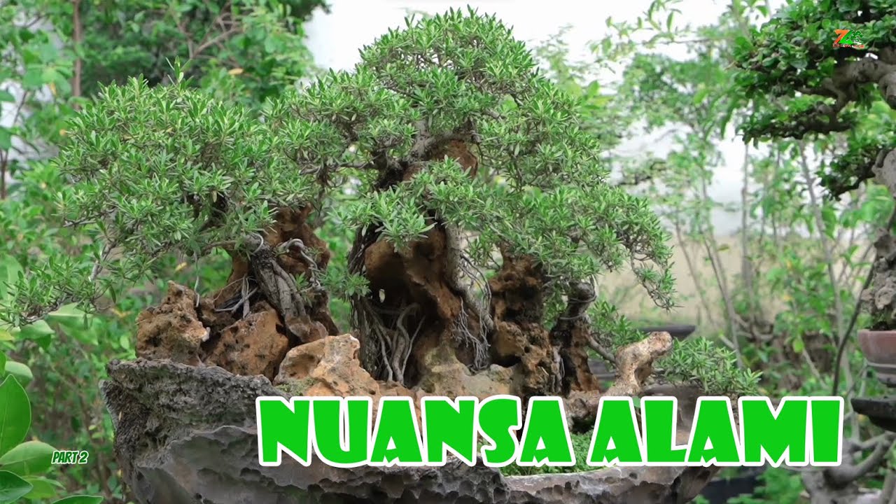 BONSAI BERNUANSA ALAM - YouTube