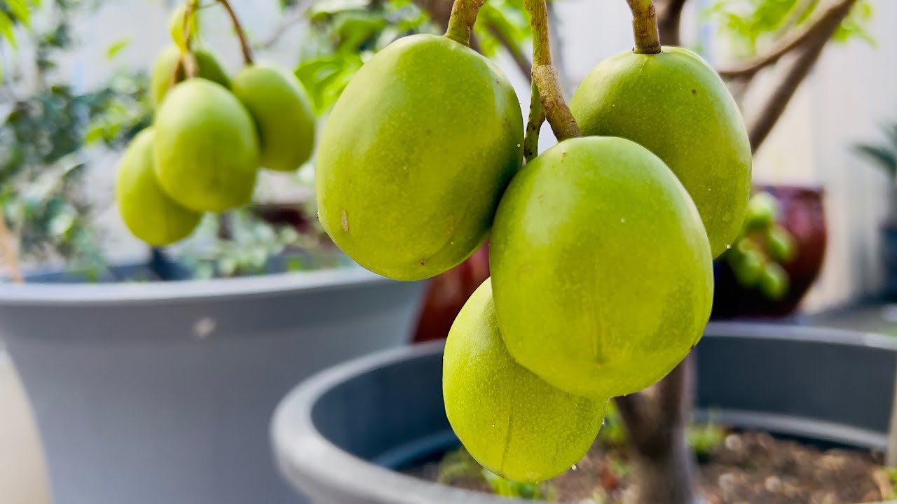 Relax Music with Cute Ambarella Fruits… - YouTube