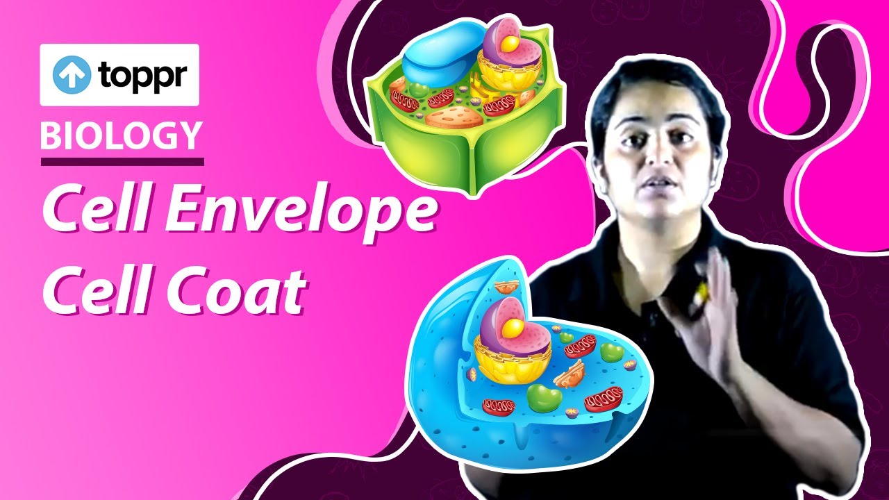 Cell Envelope Cell Coat | Cell - The Unit Of Life | Class 11 Biology ...