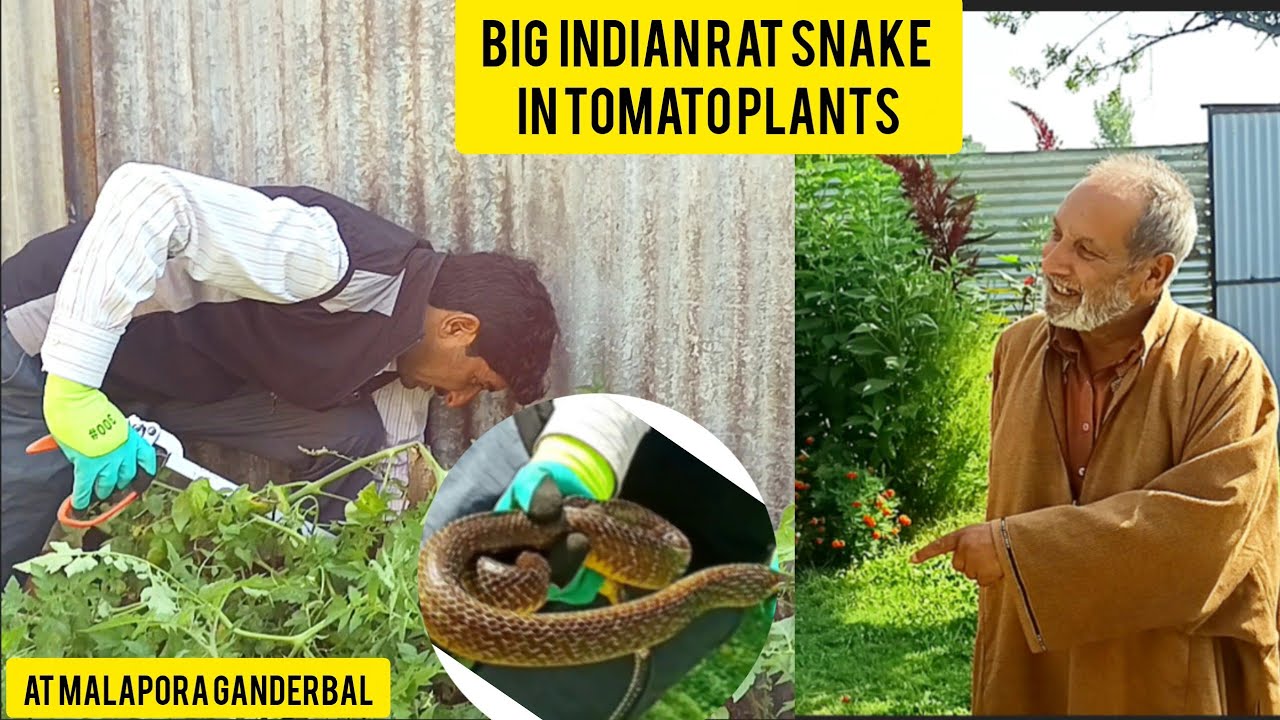Snake inside tomato plants 😱 || rescued safely at malapora ganderbal ...