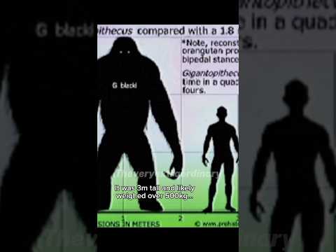 How strong was the Gigantopithecus? #gigantopithecus #prehistoric #extinct #ape