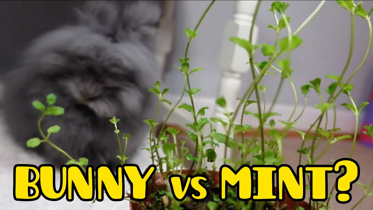 Do Rabbits like HEBRS? #bunny #rabbit #pet - YouTube